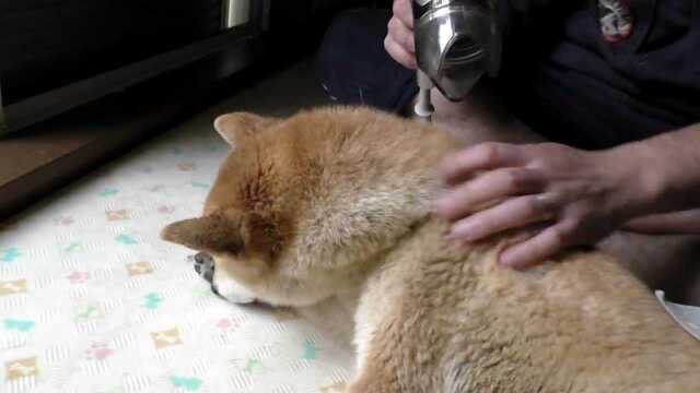 Shiba Inu loves to fall in love, give him a bath, wash and cry very ...