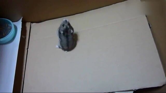 The most simple homemade slide in the hamster world, hamster baby pro ...