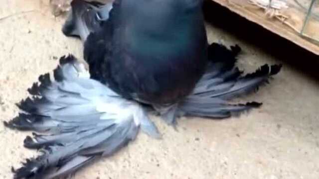 This pigeon is ugly, but it is rare. - Watch HD Video Online - WeTV