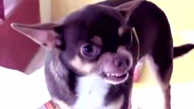 The Chihuahua is too fierce, and this angry expression can be used as ...