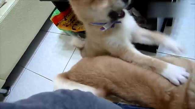 Two Shiba Inu started fighting again. - Watch HD Video Online - WeTV