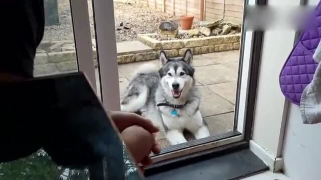 It’s a big silly in the sleigh three silly, and enters the voice mode ...