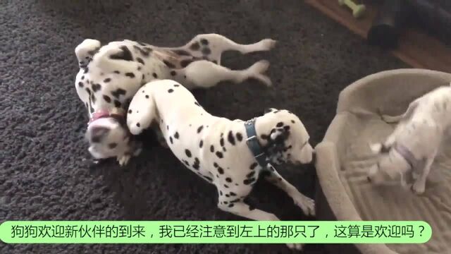 The dog welcomes the arrival of the new partner, but the one on the ...