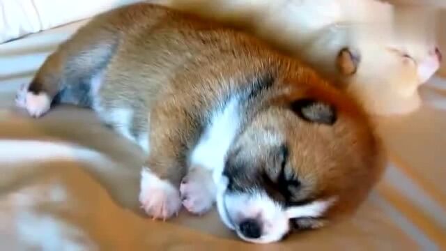 The sleepy face of Shiba Inu baby, Xiao Baichai has been shaking all ...