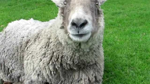 Sheep eat bananas with skin and chew slowly, very Sven - Watch HD Video ...