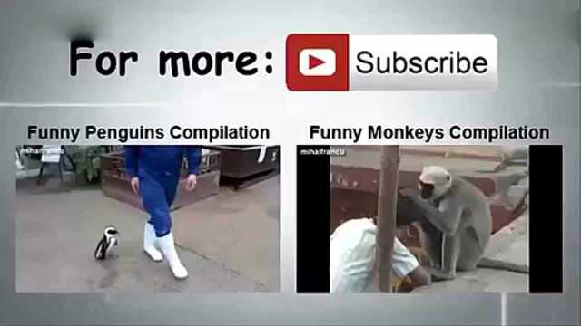 Mirrors make pet babies unscrupulously crazy - Watch HD Video Online - WeTV