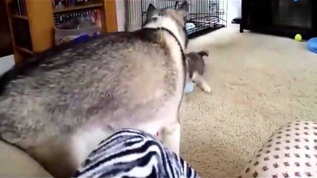 Silly two haha with a small two ha, after reading, I finally understand ...