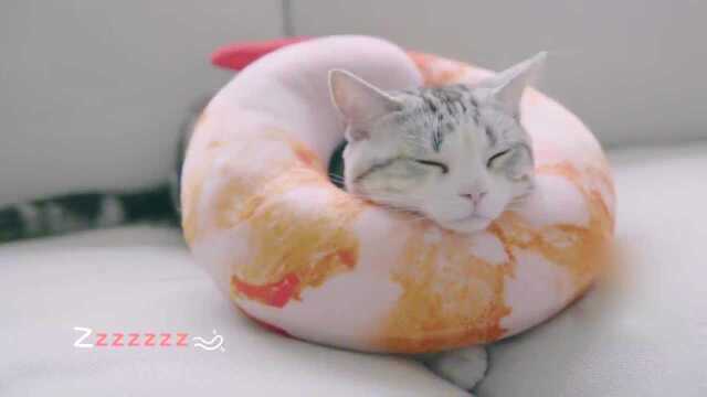 The cat was actually slept by the prawns, and after a night of ecstasy ...