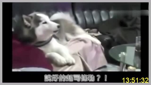 Husky is really a moody dog - Watch HD Video Online - WeTV