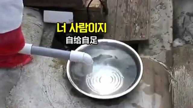 A magical Labrador, the big and small things in the house are the tubes ...