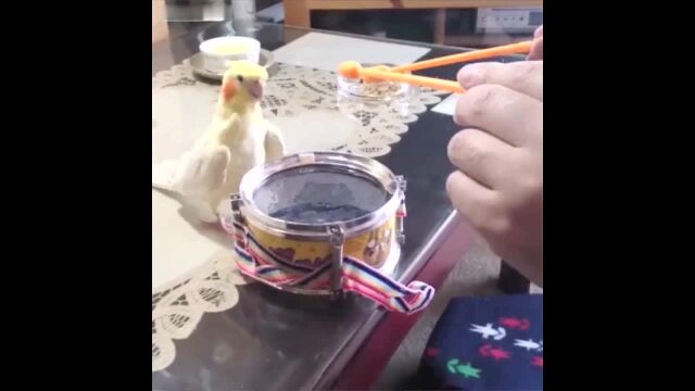 Super-fast parrot: Only I am the most swing! - Watch HD Video Online - WeTV