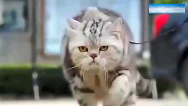 Cat: I don’t know if I have such a powerful relative without going to ...