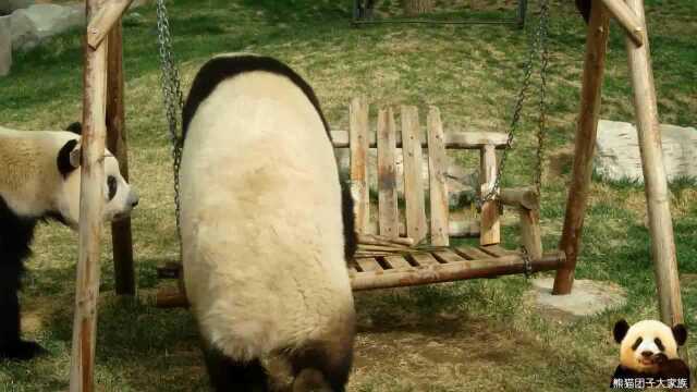 Wowotou is in front of her eyes, the Buddha Panda is indifferent, and ...