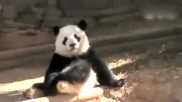 The two-headed panda "Xi Lan" is simply a draft of God, just like a ...