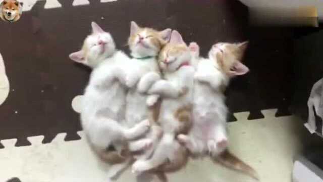 A family of neat cats, sleeping and neatly arranged - Watch HD Video ...