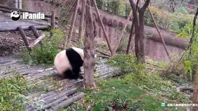 The panda fell off the branch and smashed the broken branch. The panda baby looked at it ...