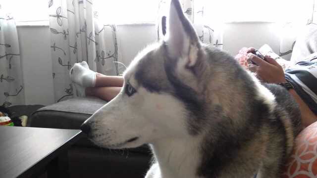 Looking at the owner’s savage Husky, the eyes stare straight at it ...