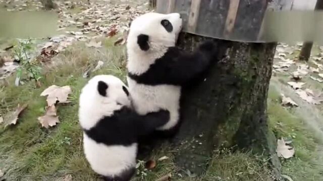 Panda brother helps the panda sister climb the tree, too cute - Watch ...