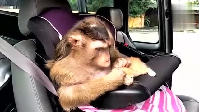 The monkey brother catches the scorpion to the comet, and the style is ...