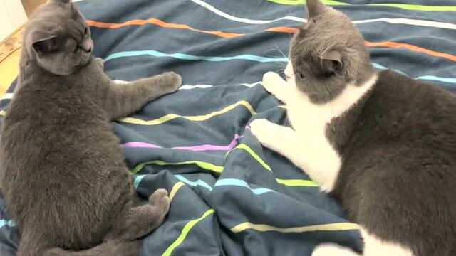 Two cats fight, the pre-emptive may not win, the quiet is the most ...