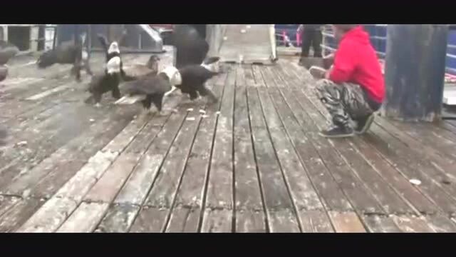 The local tyrants raised a group of eagle, and when they were feeding ...