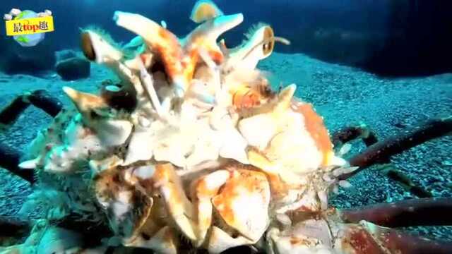 The largest tall crab - spider crab, because of sharp feet, known as ...