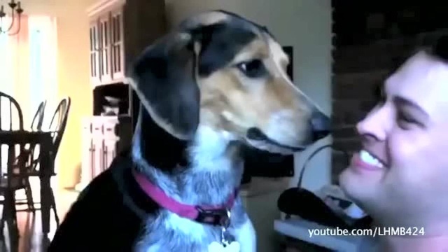 Cats and dogs are too proud and proud to let the masters kiss! - Watch ...