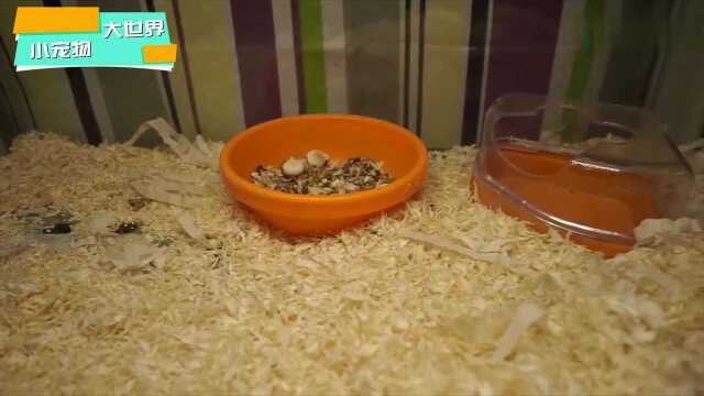 The whole process of the production process of the old woman hamster ...