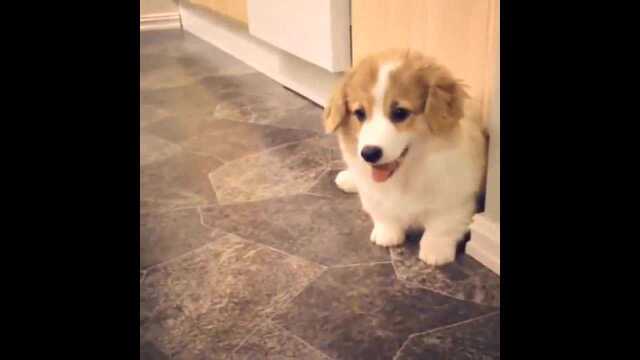 Meng pet collection: GIF video you want - Watch HD Video Online - WeTV