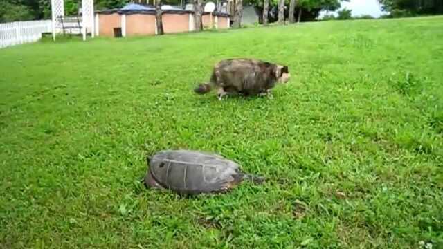 Really shot the cat to fight the tortoise, the cat saw that the goods ...