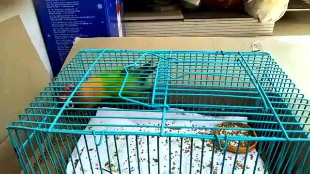 See some peony parrots, so-called love birds, after being isolated, the ...