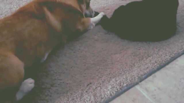 Keji Diary Keji เห็นแมวดำเป็นครั้งแรกเหมือนเด็กที่อยากรู้อยากเห็น - ชม ...