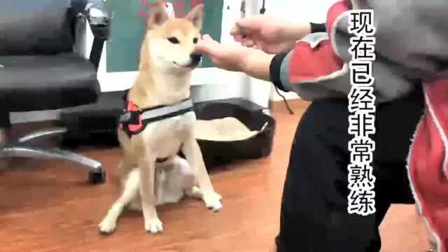 How difficult is it to teach a Shiba Inu to shake hands? Well, it’s a ...