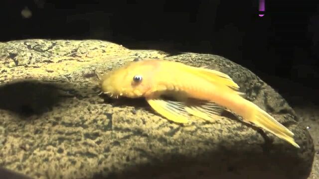 The price of the beard shaped fish, have you seen it? - Watch HD Video ...