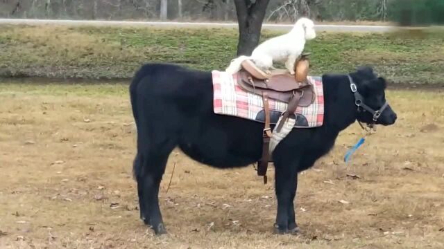 The little white dog rides a big black cow, which sits well! - Watch HD ...