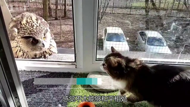 A clean-loving cat insists on washing the owl every day, owl: yelling ...