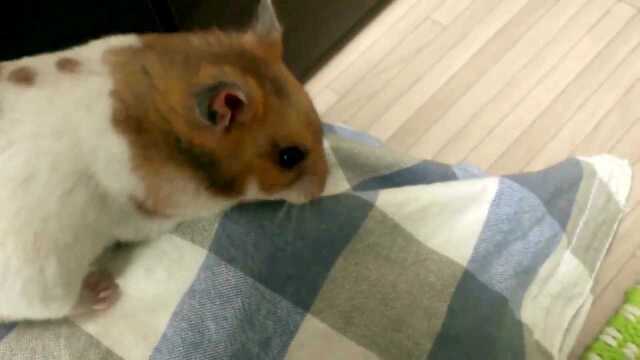 The family has a pet hamster: the hamster ignores the owner crawling up ...