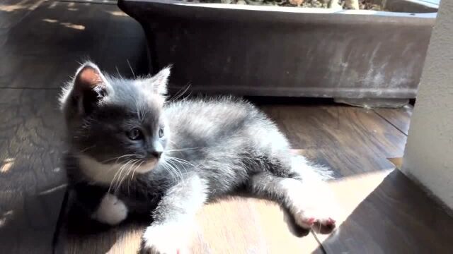 The puppet cat was harassed by a small milk cat and ran on the scorpion ...