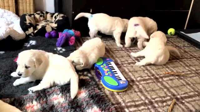 More than a dozen puppies that just had full moons are playing with ...