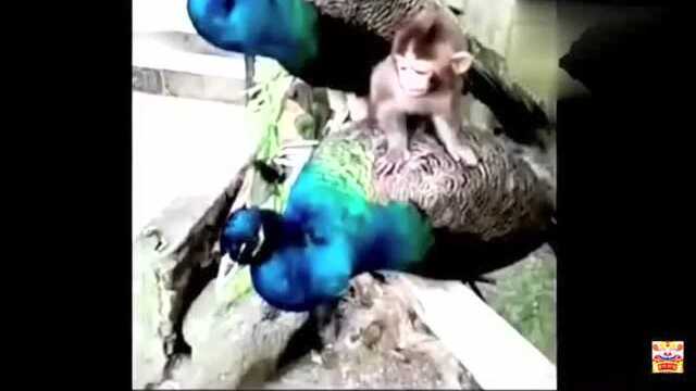 Animal video, little monkey bullying all kinds of small animals funny ...