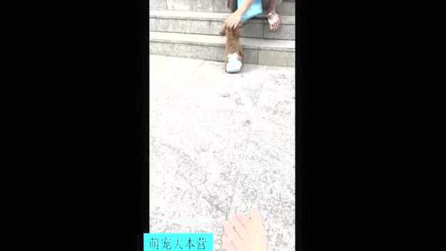 It’s awkward to walk on Teddy wearing diaper! - Watch HD Video Online ...