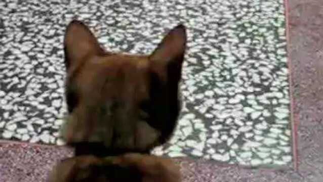 The dog provoked the orange cat, and the result was hit by a slap in ...