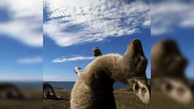 可爱的小鹿 - Watch HD Video Online - WeTV