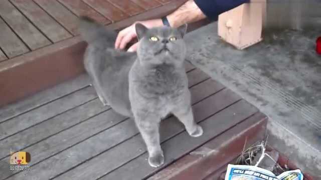 The owner touched the cat, and the cat spoke "talking". The cat's ...