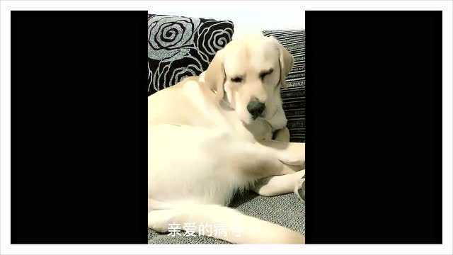 Labrador dressed up to complain to the owner, the lion opened his mouth ...