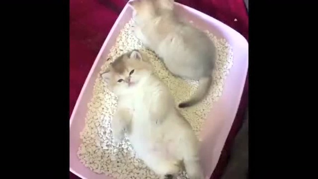 Little milk cat, so cute, cute, I want it, I want me to want it ...