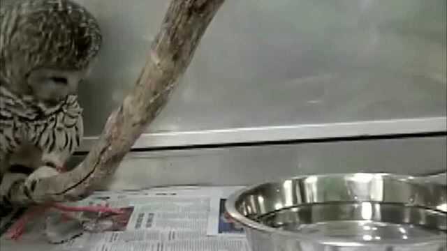 Raise a cute, obedient, sticky owl, super cure, netizen: After reading ...