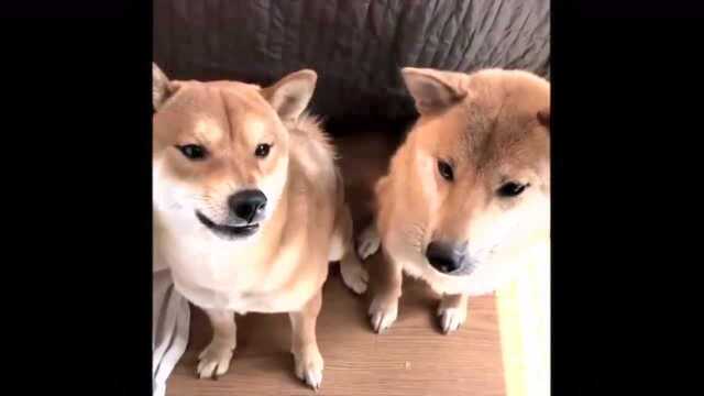 Two small Shiba Inu tug the river to grab the sheets, and we are going ...