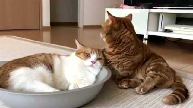 Cat: The dog starts, the single dogs pick up! - Watch HD Video Online ...