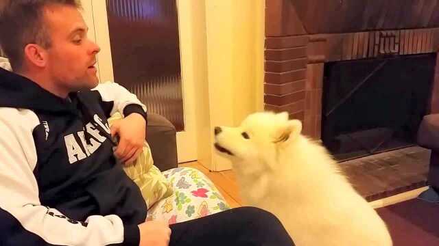 Samoyed is with you, watching the owner’s heart-warming hug - Watch HD ...
